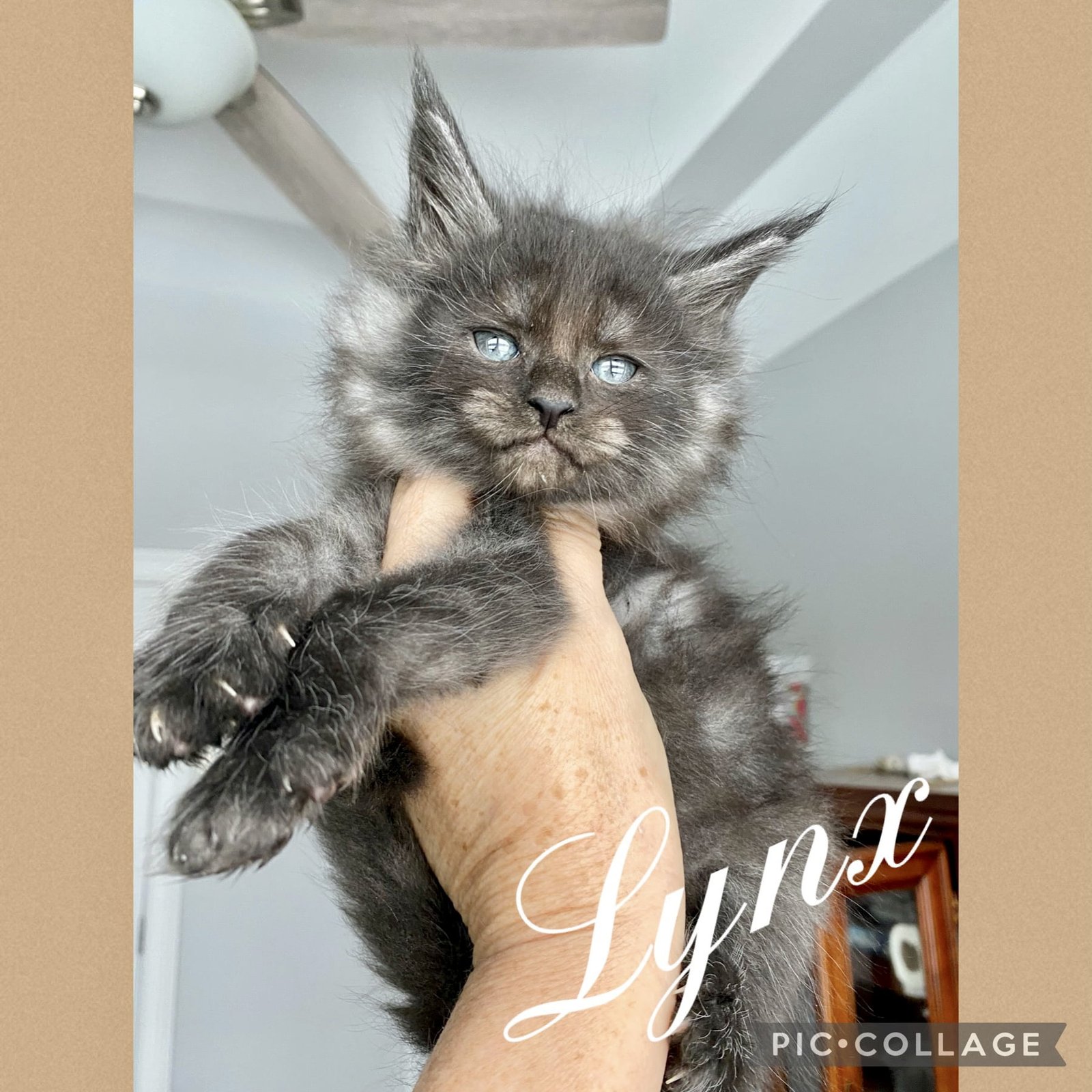 JAYCEES Maine Coon Cattery